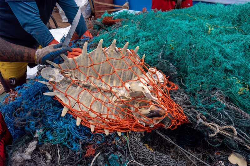 Plastic islands – what they are and how not to feed them